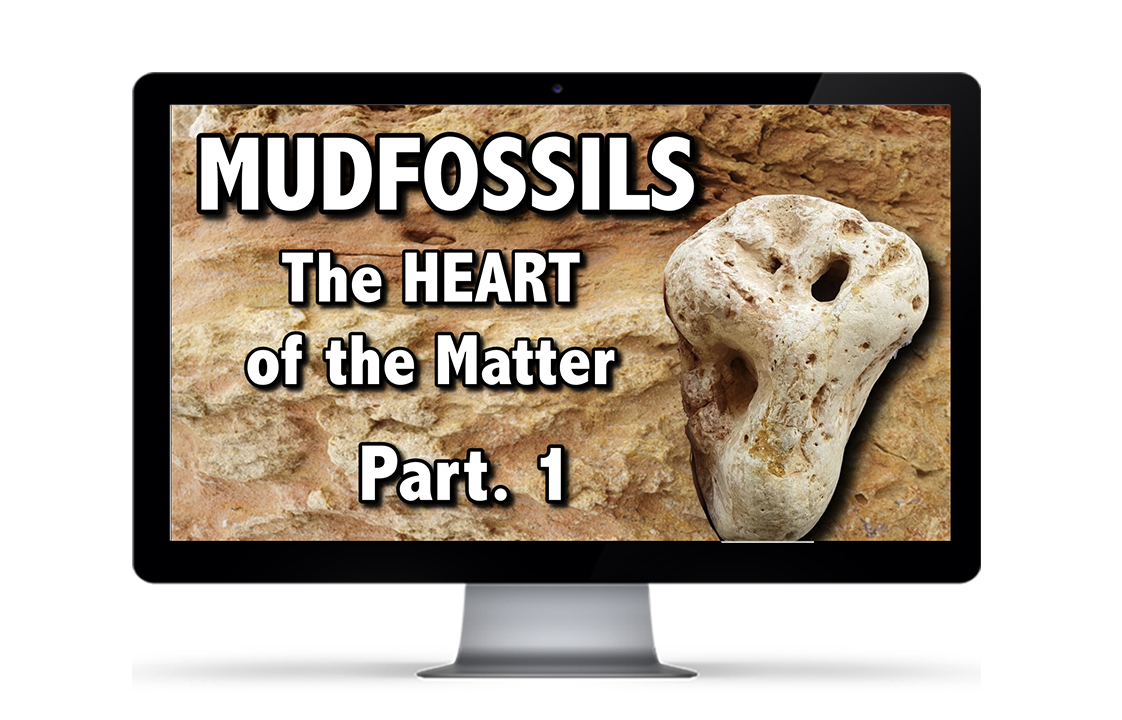Mud Fossils – The HEART of the matter – STOP | LOOK | THINK